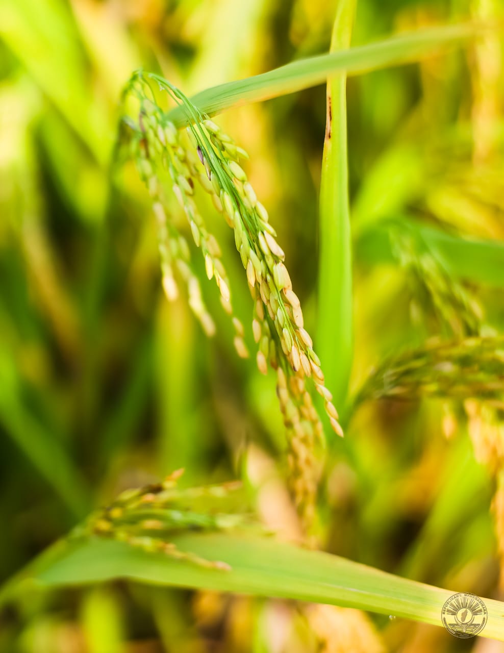 Madagascar engage sa coopération avec la Chine pour l'autosuffisance ...